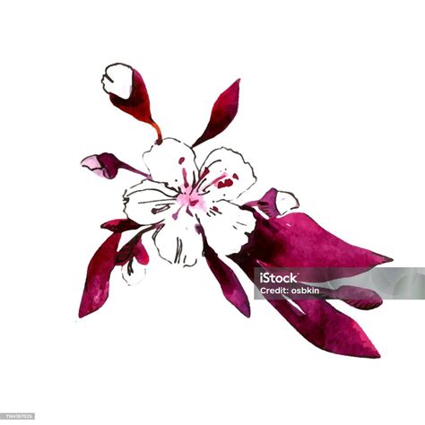 손으로 그린 수채화 사쿠라 핑크 복숭아 꽃 벡터 일러스트입니다 다른 배경에 대 한 낭만적 인 정원 요소 0명에 대한 스톡 벡터 아트 및 기타 이미지 Istock