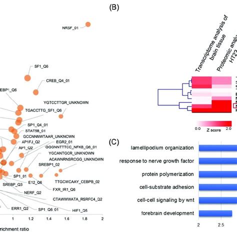 Transcription Factor Activity Enrichment Analysis A Volcano Plot Of