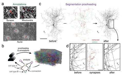 Vcg Harvard Cave Connectome Annotation Versioning Engine