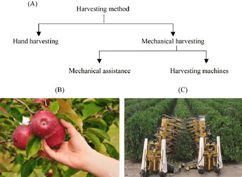 3 A Different Harvesting Methods B Hand Harvesting And C Download Scientific Diagram