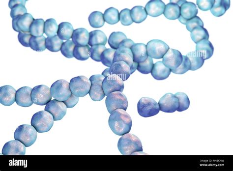 Streptococcus Bacteria Computer Illustration Streptococcus Bacteria Are An Example Of Cocci