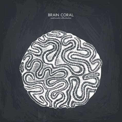 80 Brain Coral Pattern Illustrations Royalty Free Vector Graphics And Clip Art Istock