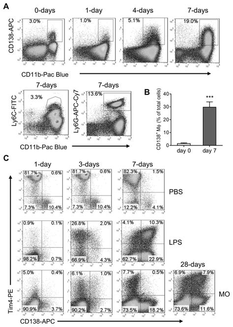 A Novel Subset Of Anti Inflammatory Cd138 Macrophages Is Deficient In