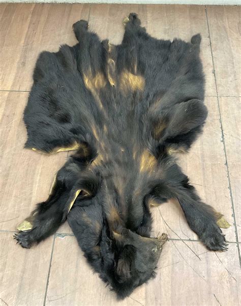 Lot Taxidermy Black Bear Pelt Remnant