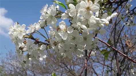 Ծաղկած Բալենի Youtube