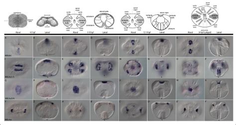 Whole Mount In Situ Hybridization Of Lhx Genes In Mnemiopsis Whole