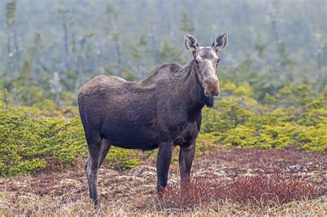 Female Moose