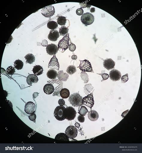 Radiolarians