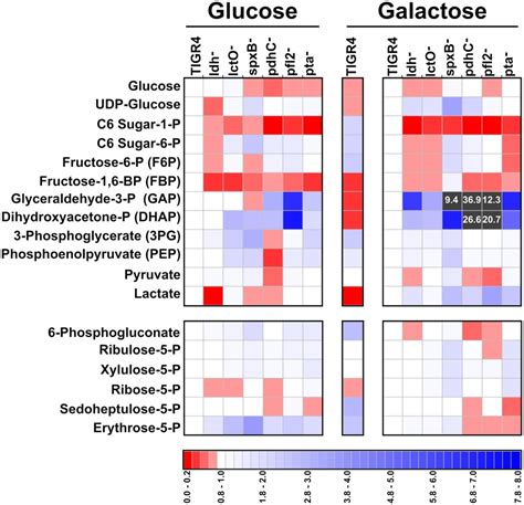 Loss Of Pyruvate Node Enzymes Impacted The Levels Of Key Glycolytic Download Scientific Diagram
