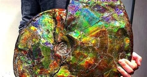 Rare Giant Natural Ammolite From Alberta Canada With The Rare Purple