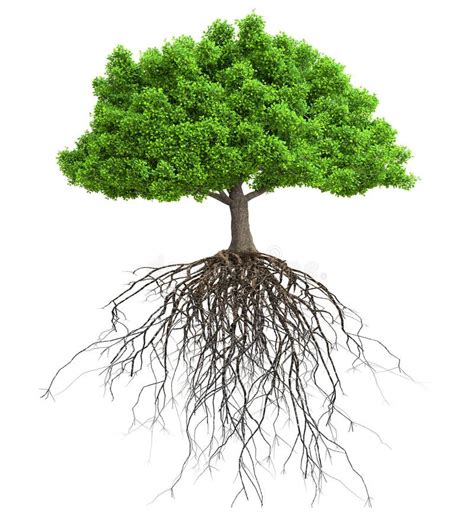 Tree Roots Logo Png
