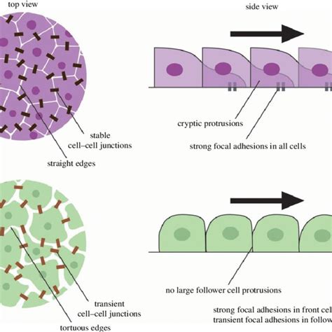 Collective Migration Of Epithelial Cells And Mesenchymal Cells