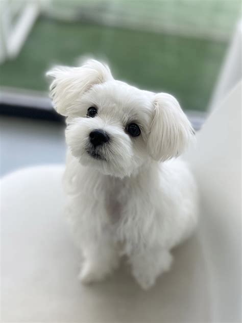 말티즈 모모 강아지 책임분양♥ 입양완료 강아지입양 고양이입양 유기견입양센터 아이조아요양보호소