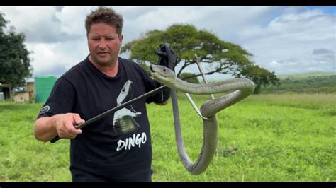 Clem Kouijzer On Linkedin This Black Mamba Is Quick