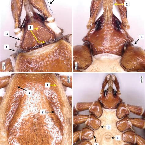 The Morphology Of Ixodes Simplex A Dorsal Aspect Of Basis Capituli B