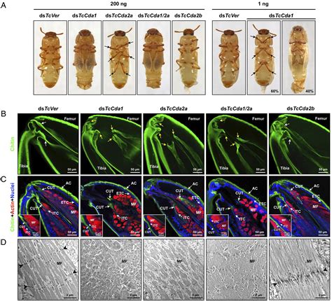 Insect Exoskeleton Insectsexplained