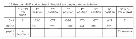 Solved Model 1 Codons 15 Use The Mrna Codon Chart In