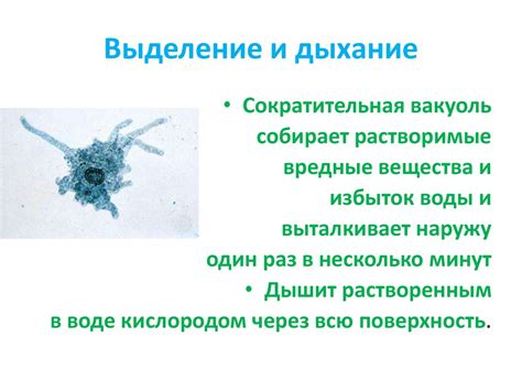 Простейшие Корненожки Радиолярии Солнечники Споровики презентация онлайн