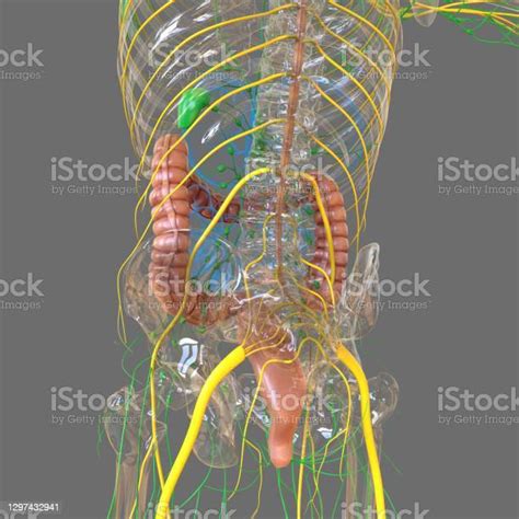 대형 장 3d 일러스트 인간 소화 시스템 해부학 3차원 형태에 대한 스톡 사진 및 기타 이미지 3차원 형태 간 내부 기관 건강관리와 의술 Istock