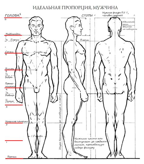 Как нарисовать поэтапно карандашом человека в полный рост Строение тела пропорции поза