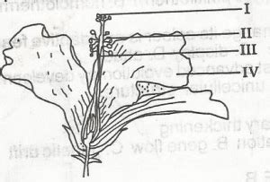 In The Diagram The Male Sex Cells Are Contained In The Part Labelled Mybabe