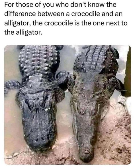 The 30 Funniest Crocodile Memes Ranked