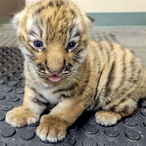 Siberian Tiger Cubs New Jersey Siberian Tiger Helps Save The Species