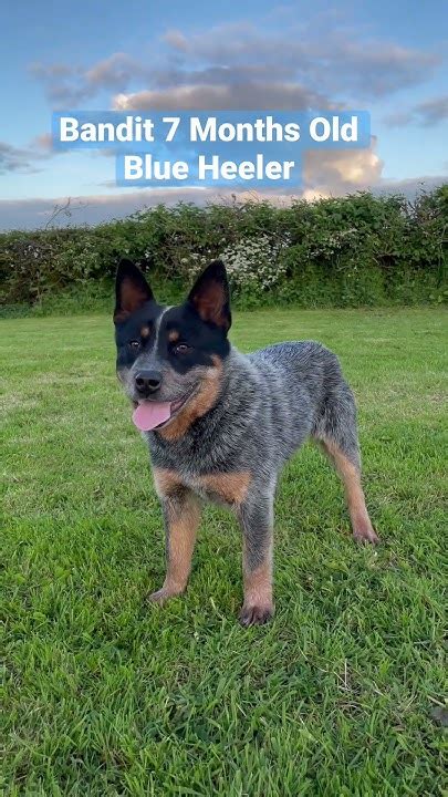 Bandit The Best Looking Blue Heeler Puppy About Australian Cattle Dog U