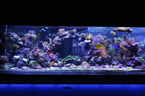 55 Gallon Saltwater Tank Setup Build Thread 55 Gallon Reef Tank