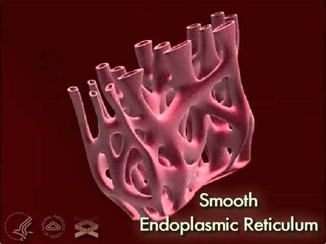 Smooth Endoplasmic Reticulum Diagram