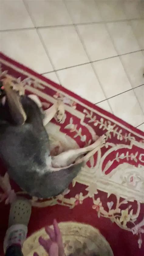 Fancy Feet Belly Rub Scrolller