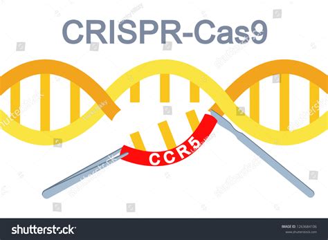 Crisprcas9 Genome Editing Technology Engineering Dna Stock Vector