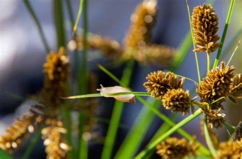 令和3年10月2日 ツクシオオガヤツリ再確認