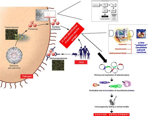 Schematic Overview Of The Way In Which Proteomics Bioinformatics And