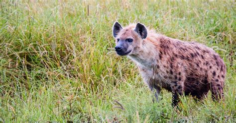 How Do Hyenas Give Birth