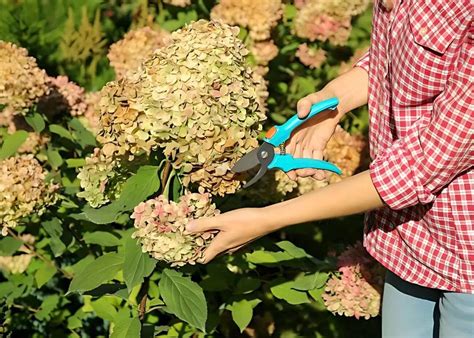 Youre Bound To Fail Without Knowing The Right Way To Prune Hydrangeas
