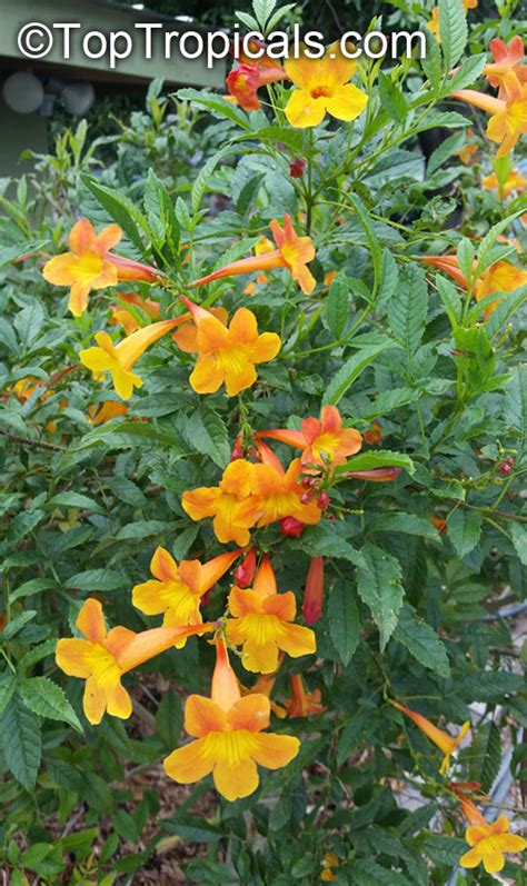 Tecoma Alata Orange Trumpet Flower Top Tropicals Plant Encyclopedia
