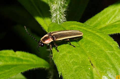 Firefly Watch Community Science Project Oer Commons