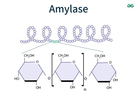 Amylase Geeksforgeeks