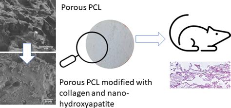 An Integrative Approach For The Design Of Bioactive Polycaprolactone‐based Scaffold For Bone