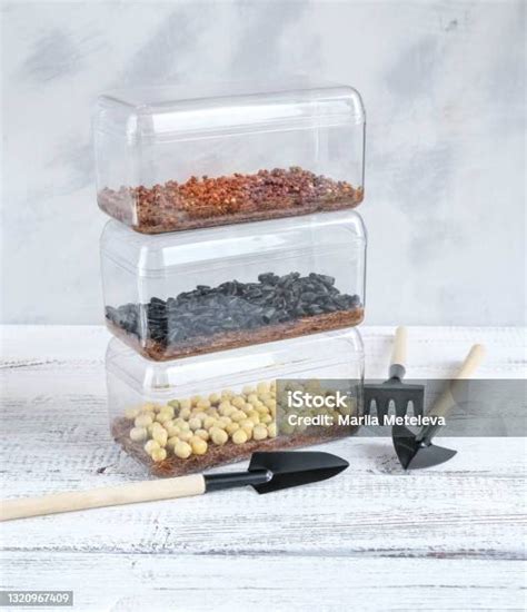 용기 심기의 마이크로 그린 씨앗 원예 매일 건강한 음식을 위해 집에서 마이크로 그린을 심는 새싹채소에 대한 스톡 사진 및 기타