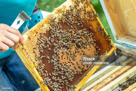 벌집에 꿀벌 배경 꿀벌과 꿀 세포 양봉 양봉장 나무 벌집과 꿀벌 양봉 및 꿀 생산 이미지입니다 갈색에 대한 스톡 사진 및 기타 이미지 Istock