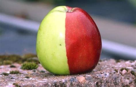 Торговий центр Сихів Скільки калорій в яблуці і яка різниця між червоними й зеленими сортами