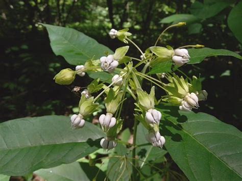 Poke Milkweed Asclepias Exaltata
