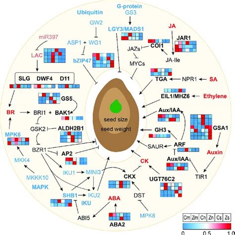 Regulation Network Via Multiple Signaling Pathways For Seed Size And Download Scientific
