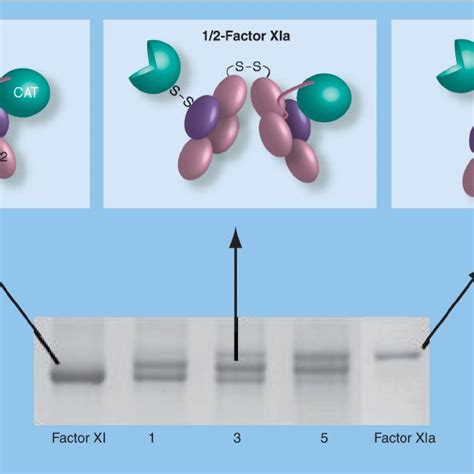 Factor Ix Activation Download Scientific Diagram