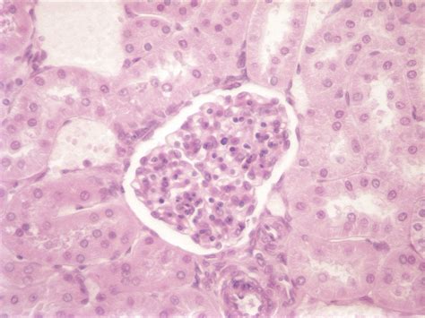anatomy and physiology chapter 2 lab diagram quizlet