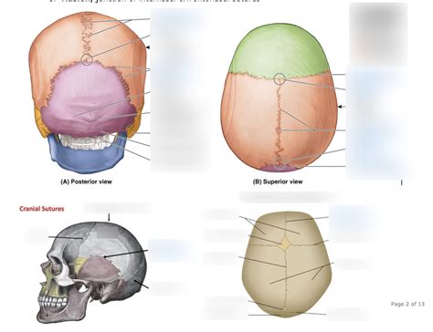 Label Sutures Of The Cranium Diagram Quizlet