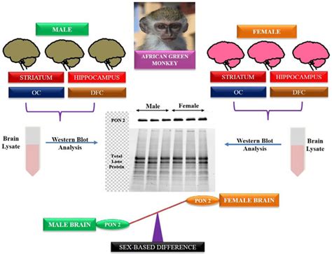 Sex Based Disparity In Paraoxonase Expression In The Brains Of African Green Monkeys