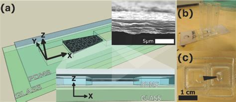 Graphene Based Ion Rectifier Using Macroscale Geometric Asymmetry Apl Materials Aip Publishing